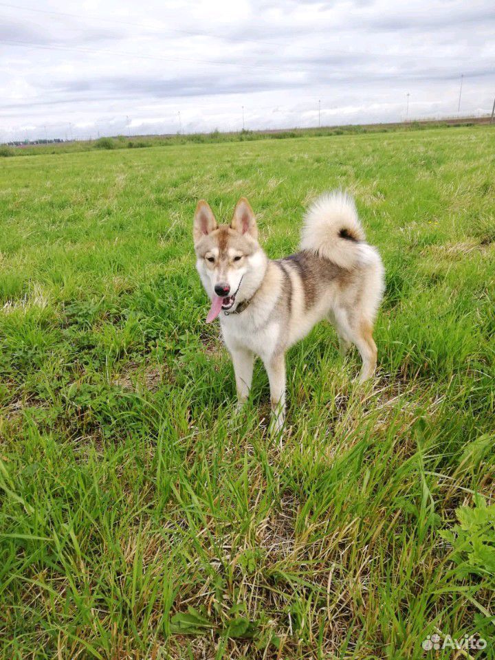 Нора-Кенди. Красавица метис лайки. Бесплатно