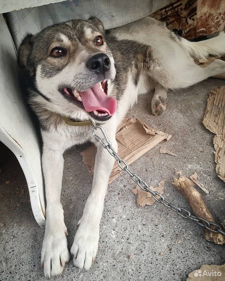 Кобель, метис хаски