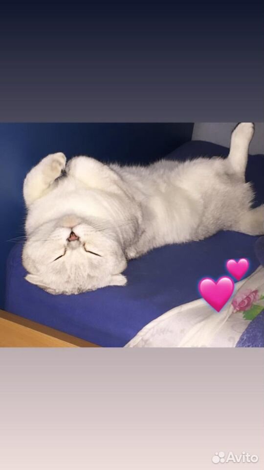 Вислоухий шотландец шиншилла
