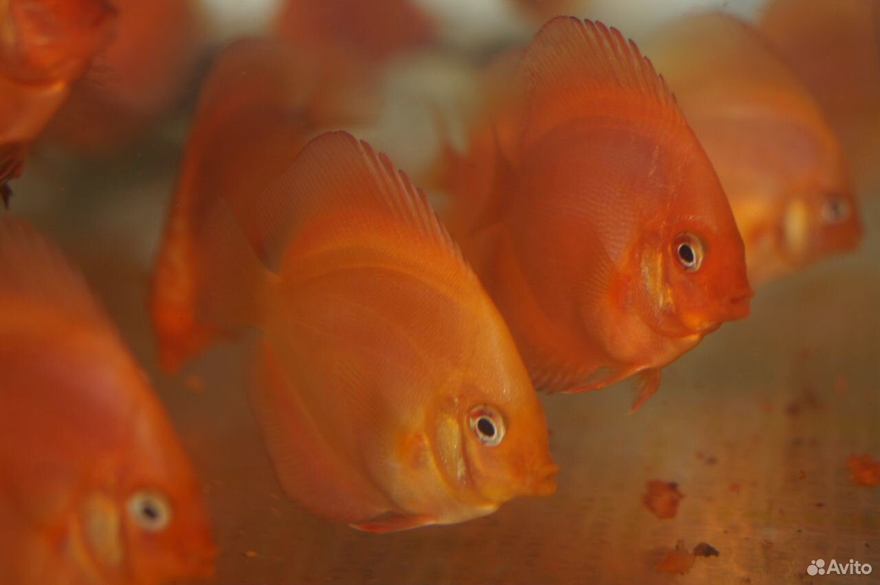 Дискус-самые красивые рыбы пресноводных аквариумов