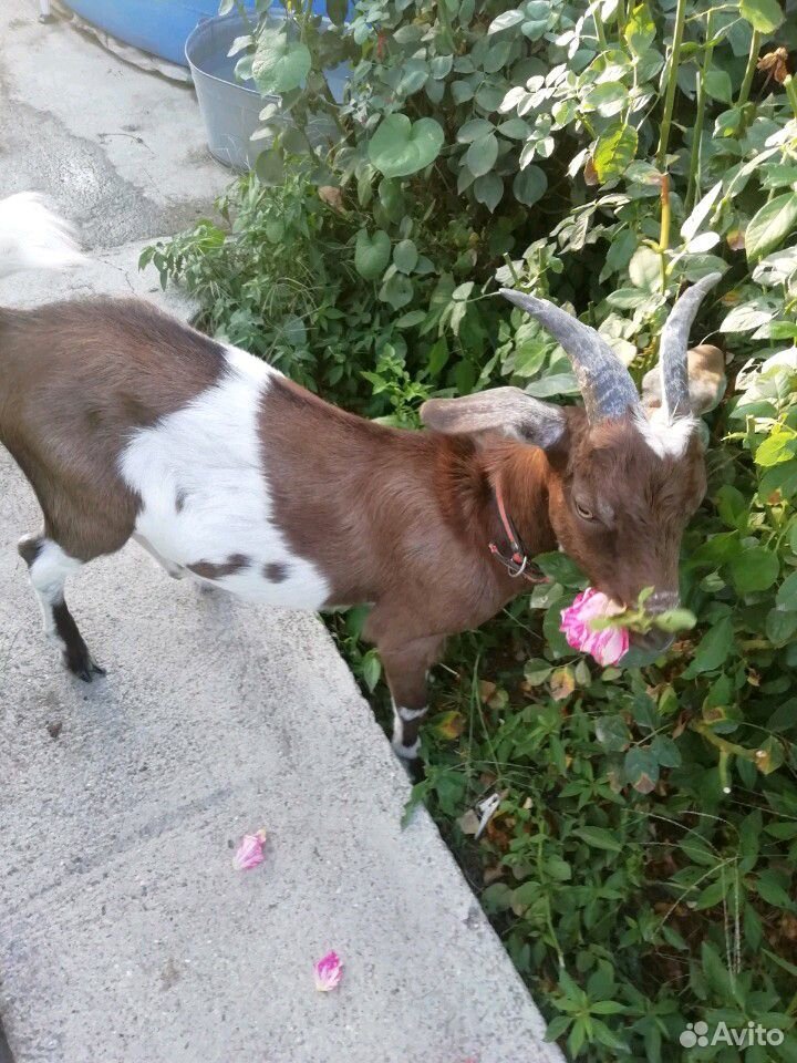 Породистый козёл с хорошими задатками