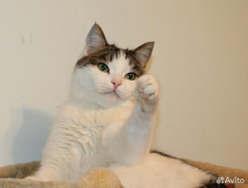Котик Людвиг