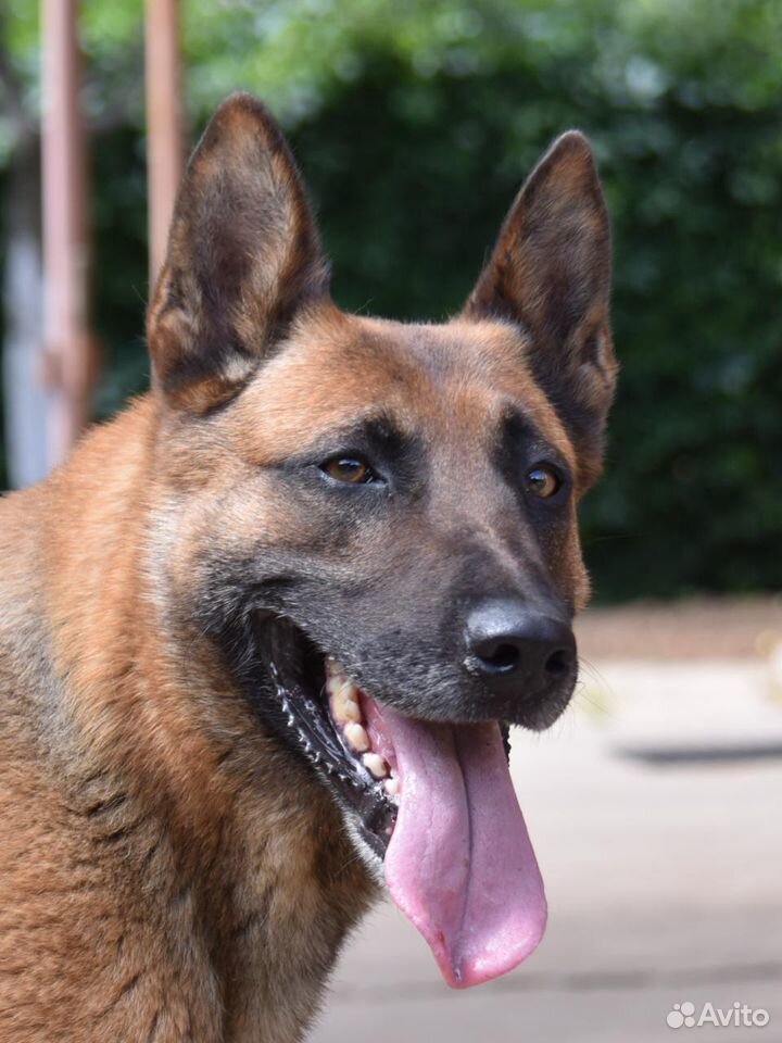 Бельгийская овчарка