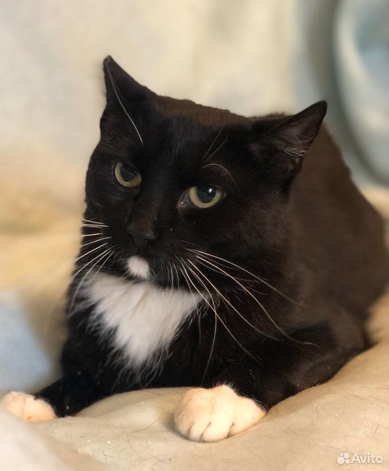 Несчастная кошечка Сима 4 года ищет дом и семью