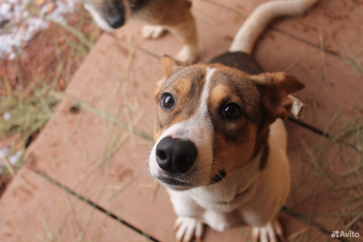 Славик в добрые руки