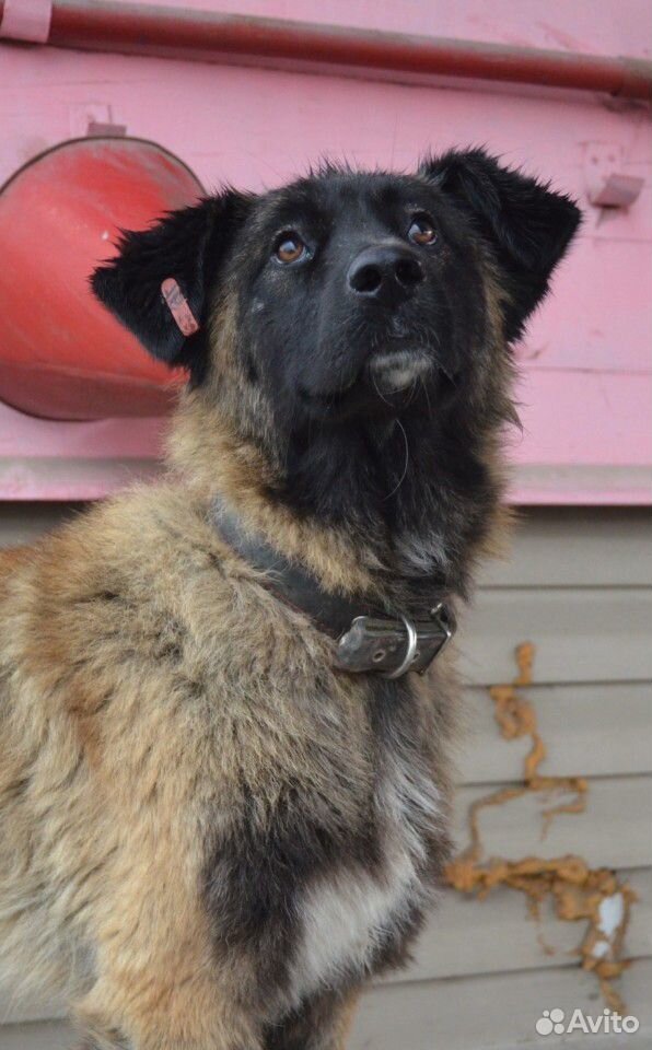 Собака на охрану