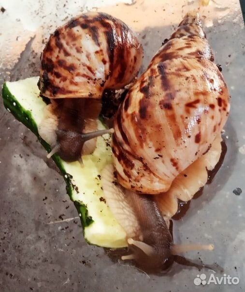 Улитки ретикулята