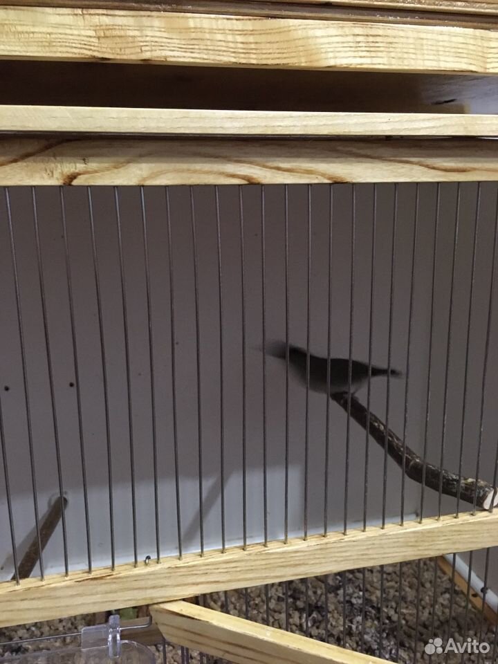 Славка Черноголовка