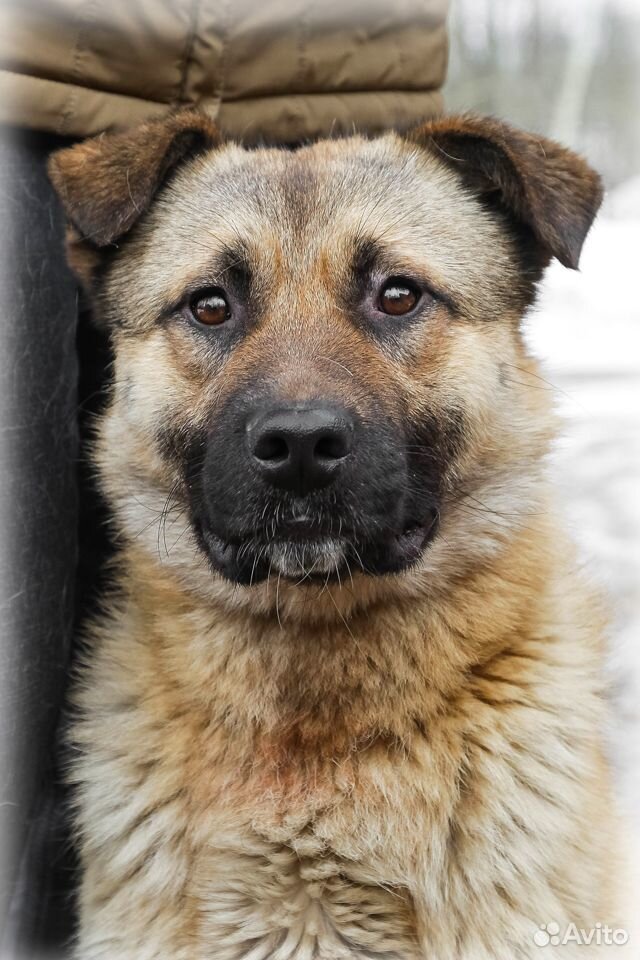 Зефир ищет дом