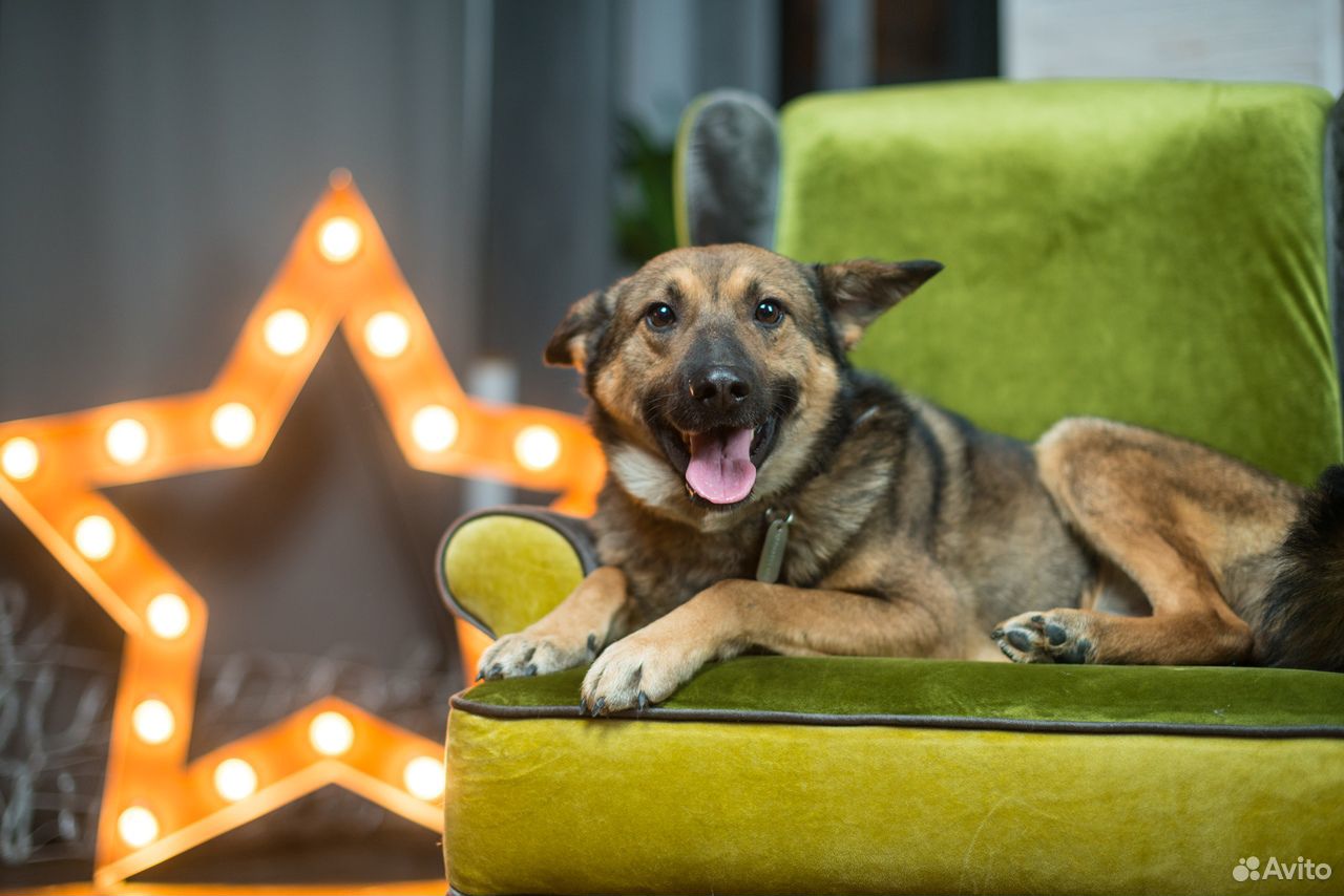 Малыш Майкл ищет дом