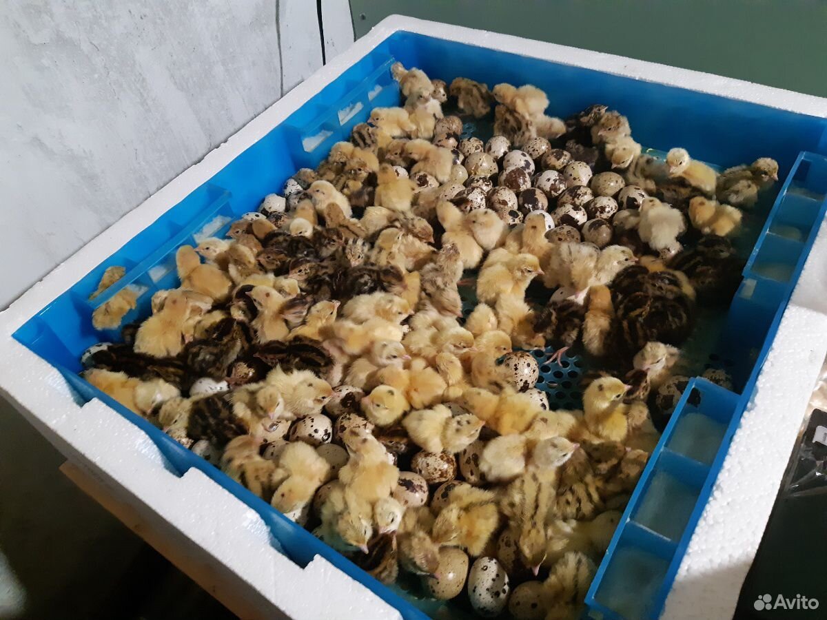 Инкубационное яйцо перепела