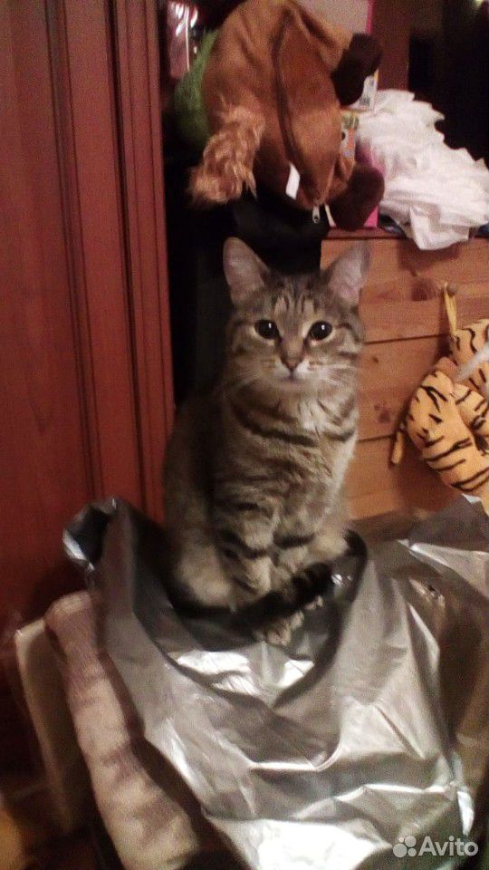 Кошка девочка шпротик Дуська 2года.стерилизованна