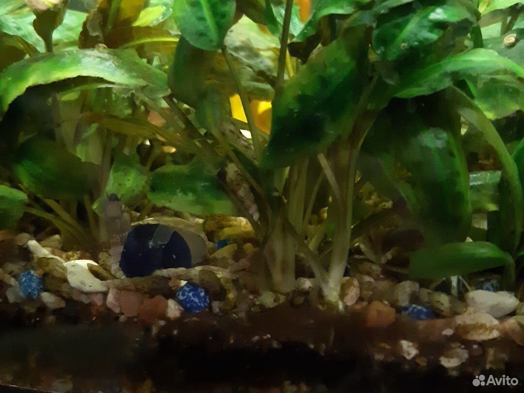 Улитки мелании