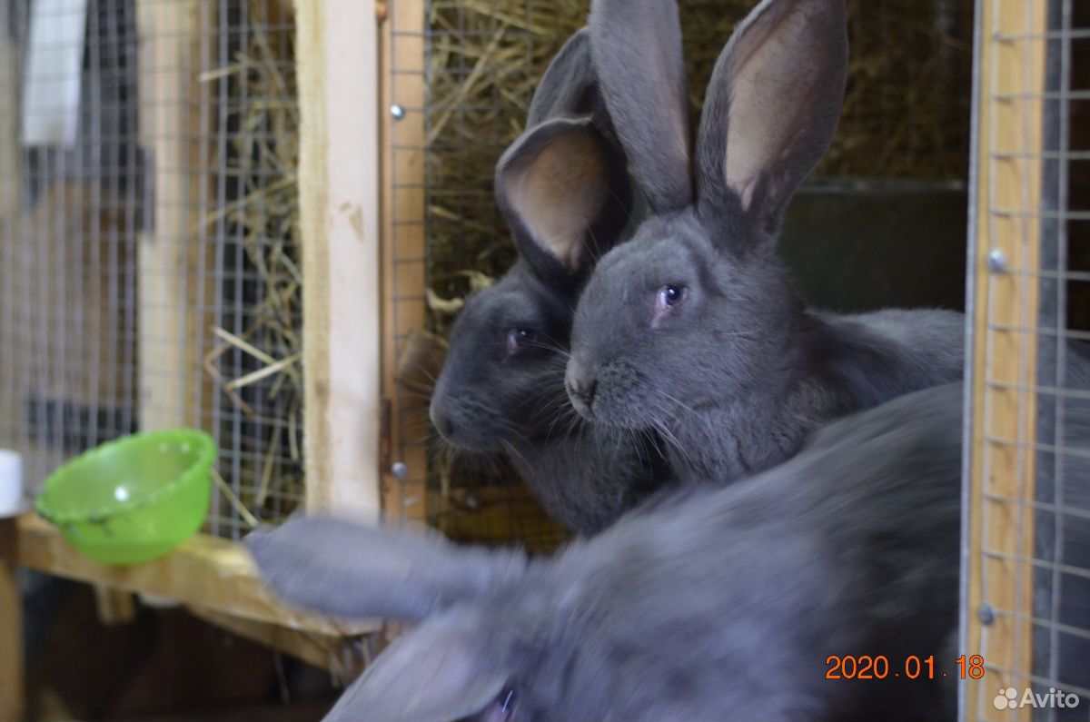 Кролик ризен фландр голубого окраса