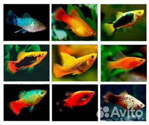 Пециля. Флаговая