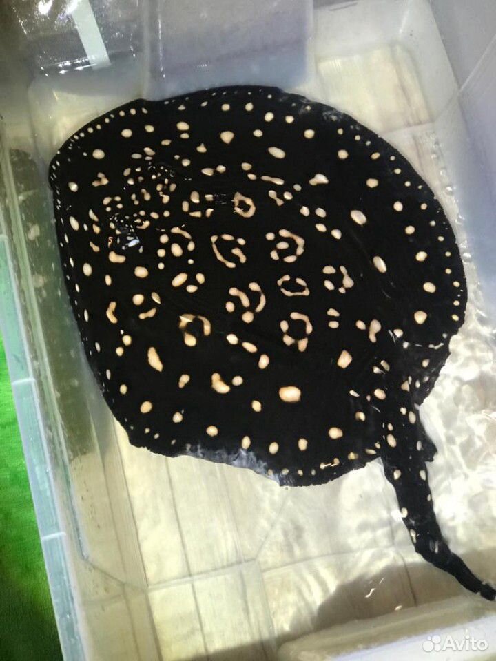 Скат леопольди взрослый самец 3 года