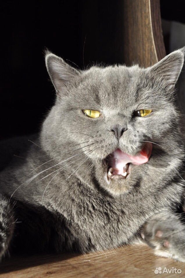 Британец на случку