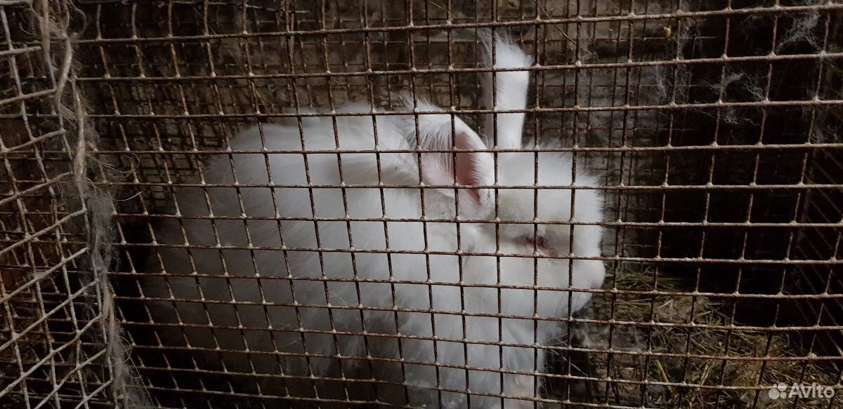 Пуховый кролик