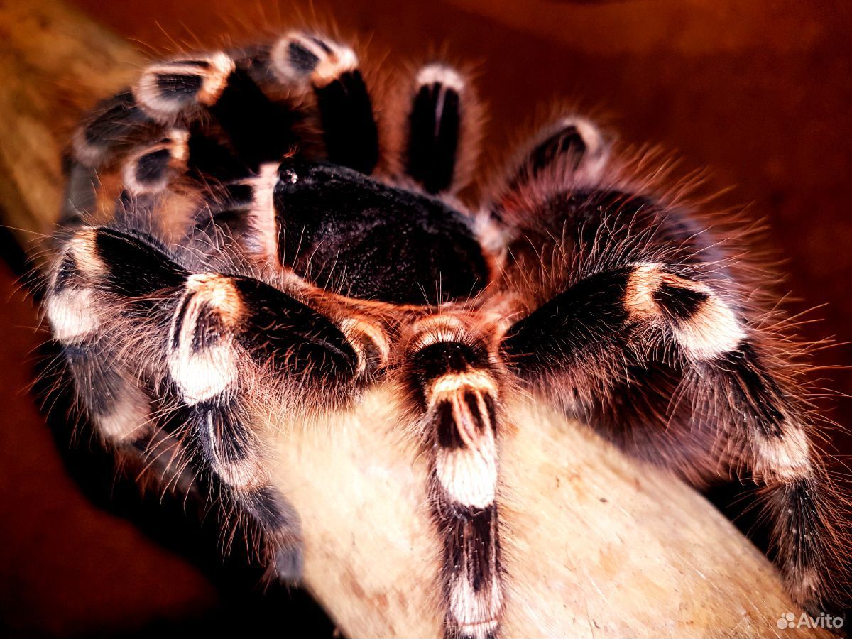 Пауки птицееды