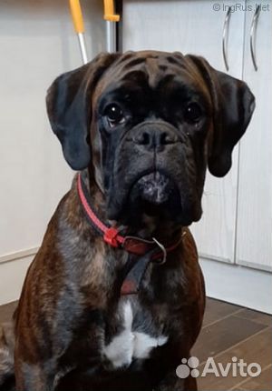 Немецкий боксер, молодая сука