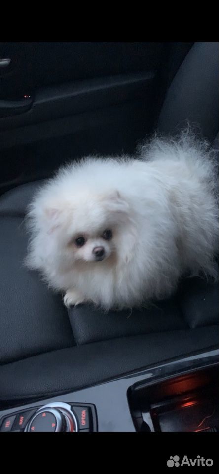 Шпиц Пом.девочка, Лучшая цена