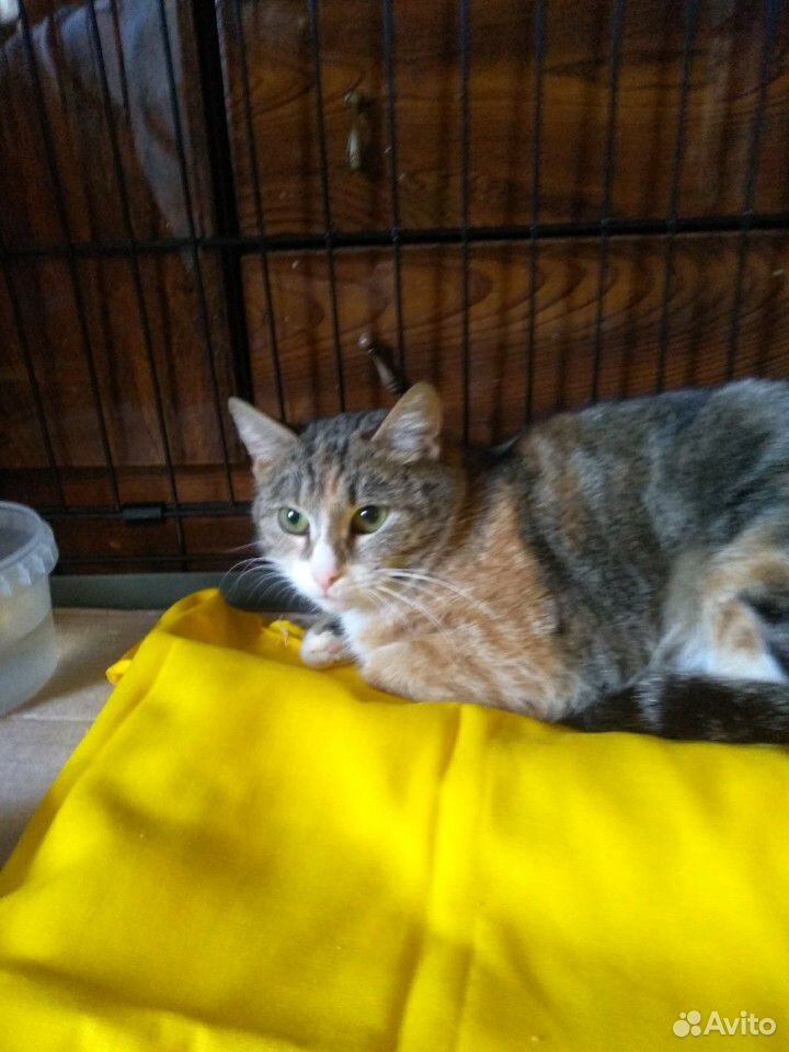 Кошка даже может ловить мышей