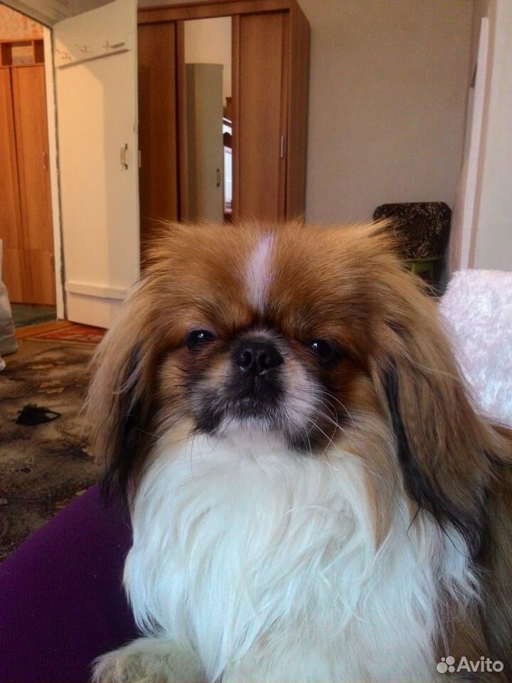 Пикинес-Вязка