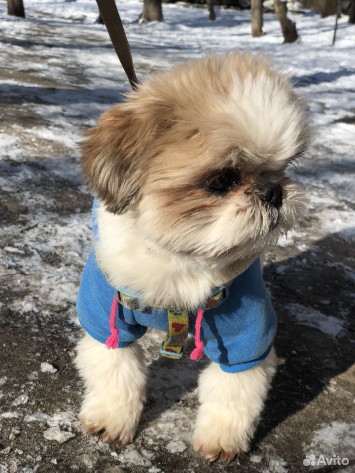 Мальчик Шитцу ищет подругу для создания потомства