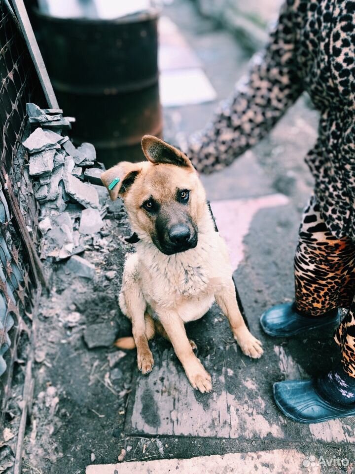Крупный щенок подросток в добрые руки