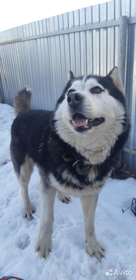 Вязка хаски