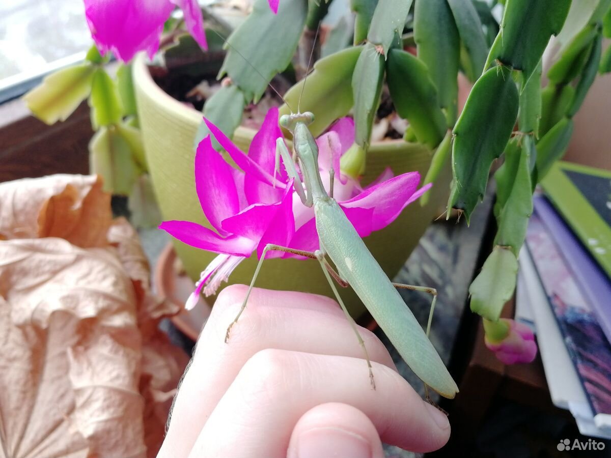 Богомол взрослый самец