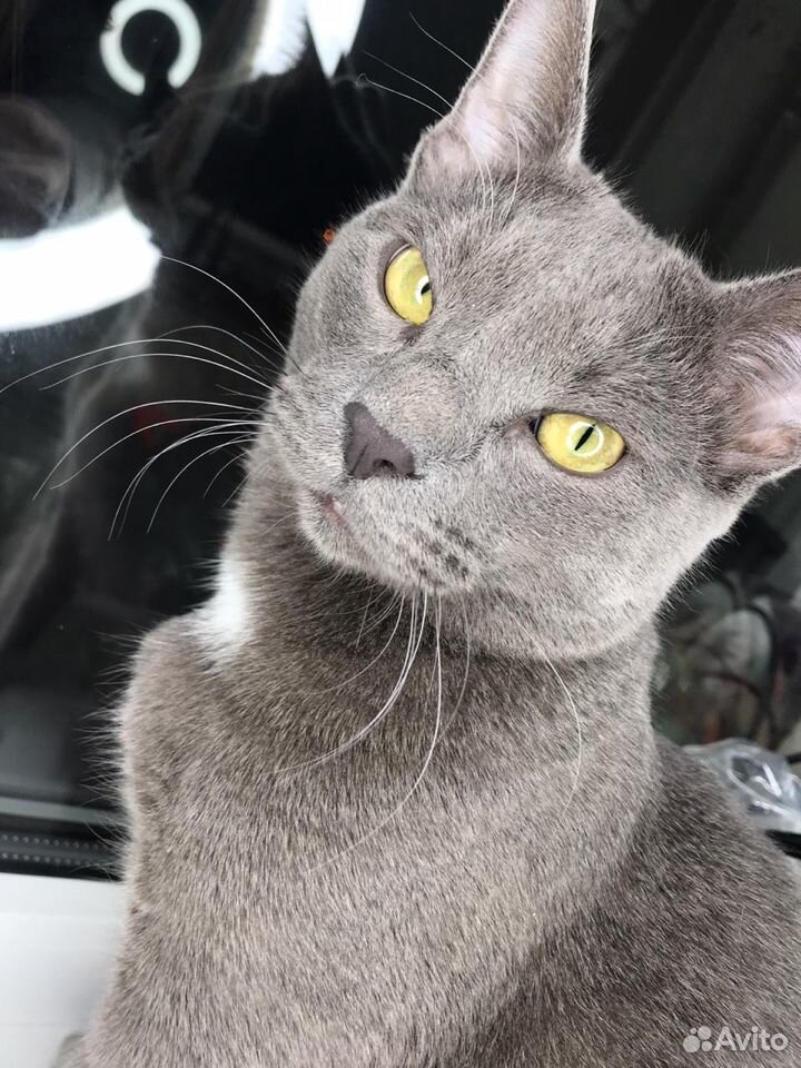 Вязка Русская голубая