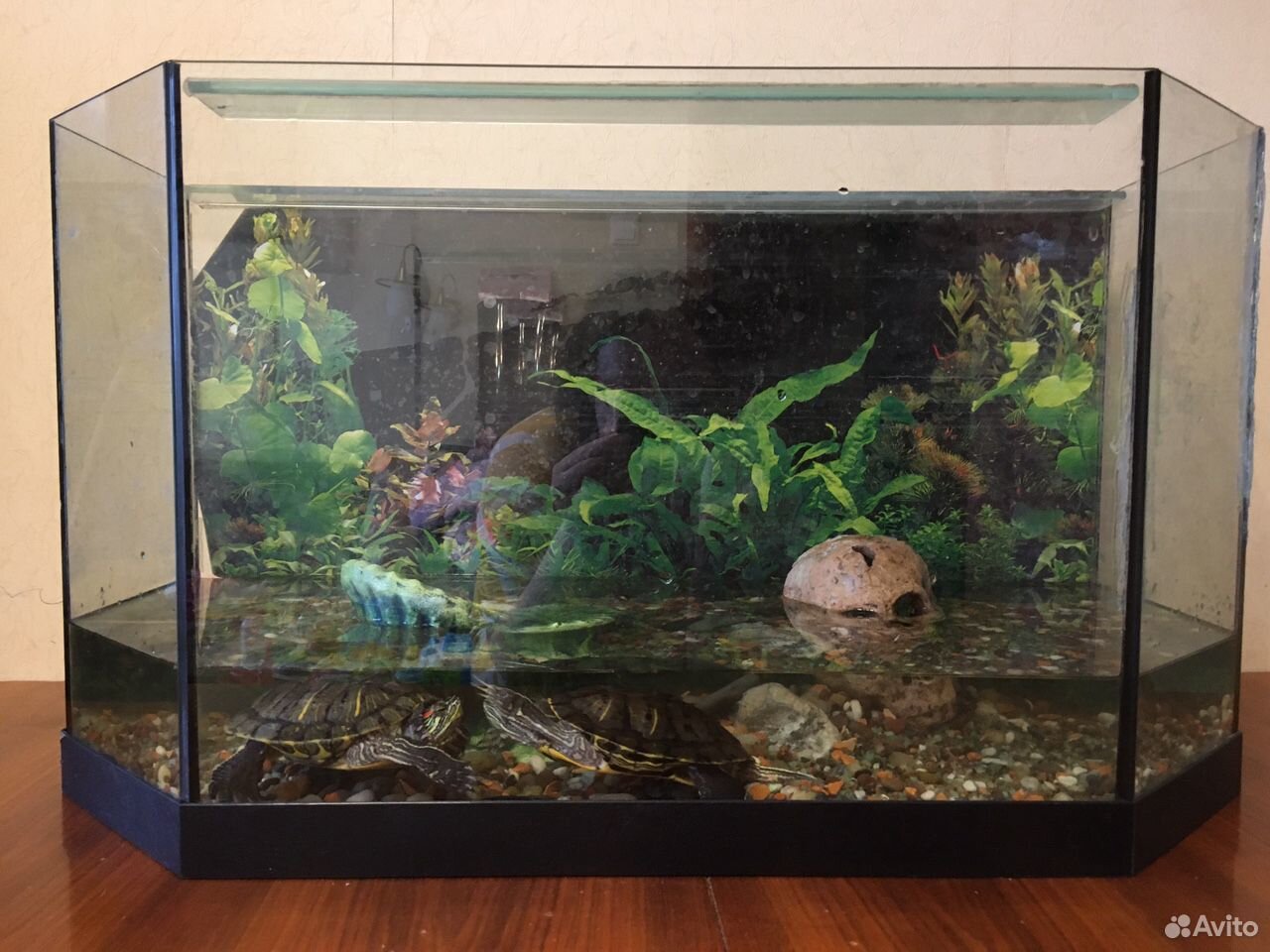 Отдаю двух красноухих черепах