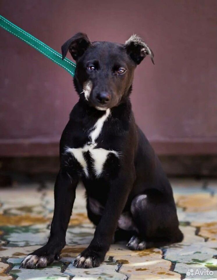 Щенок Лукас хочет стать домашним