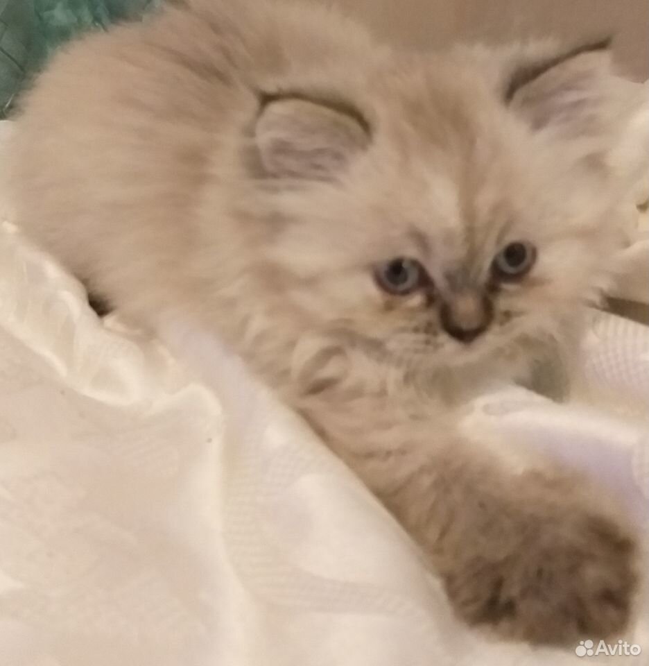 Ищем хороших хозяев для котёнка