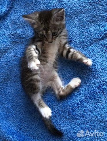 Кошечка Серебринка ищет новый дом