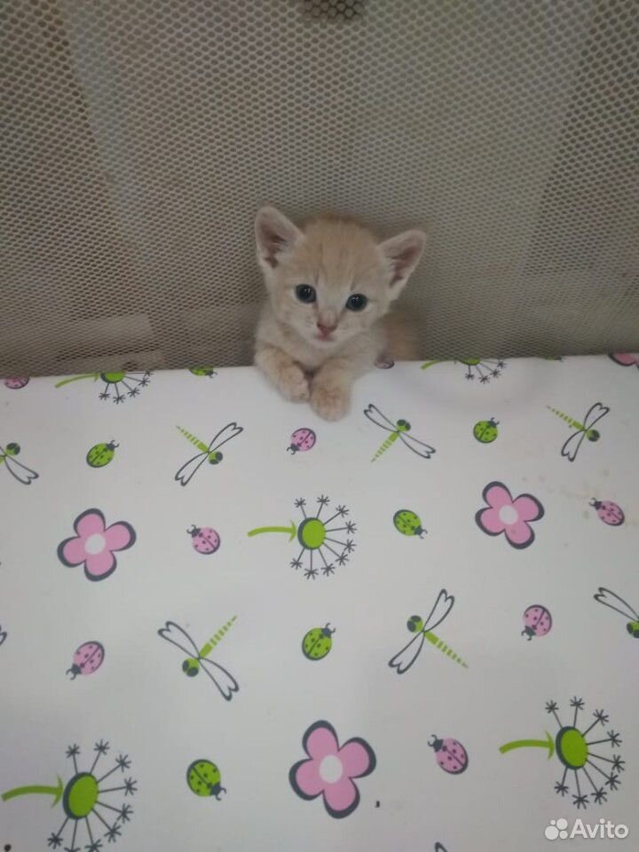 Эльфы, двэльфы