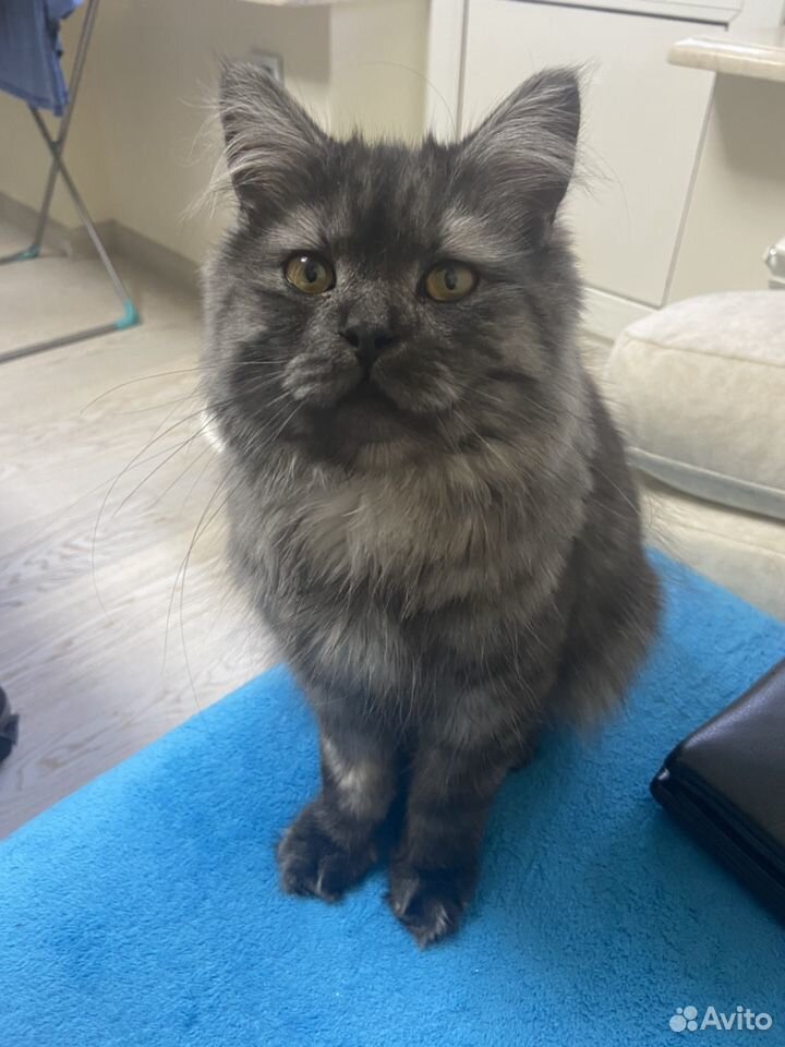 Отдам котенка в добрые руки