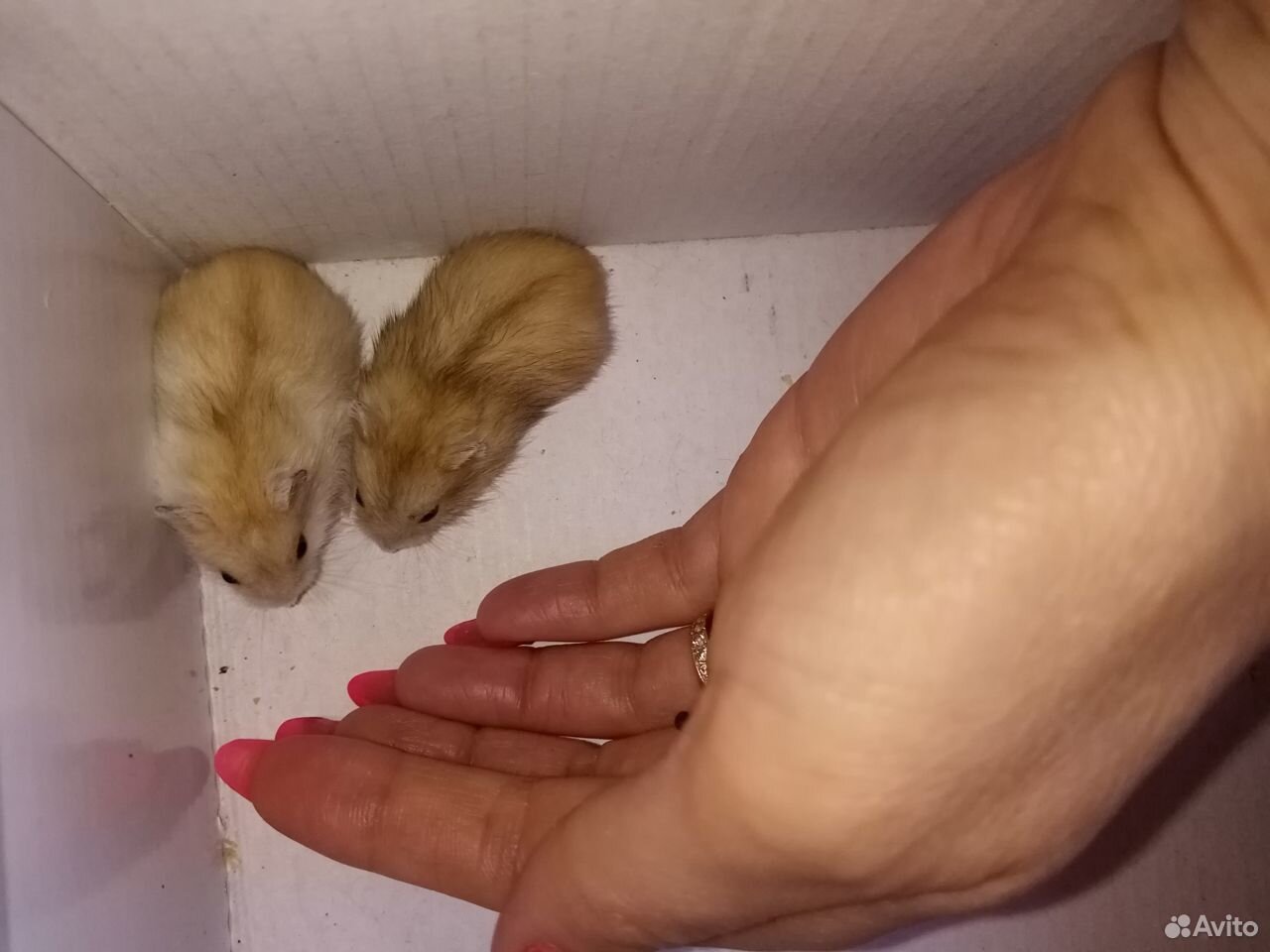 Джунгарский хомяк малыши золотистые