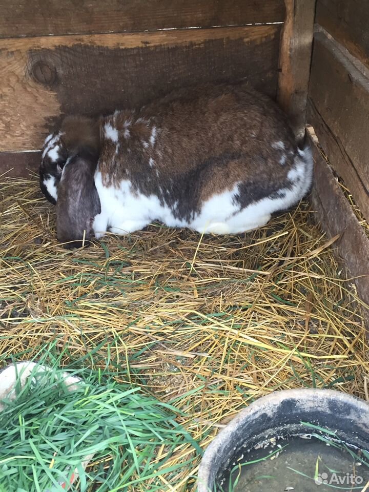 Кролики,баранчики