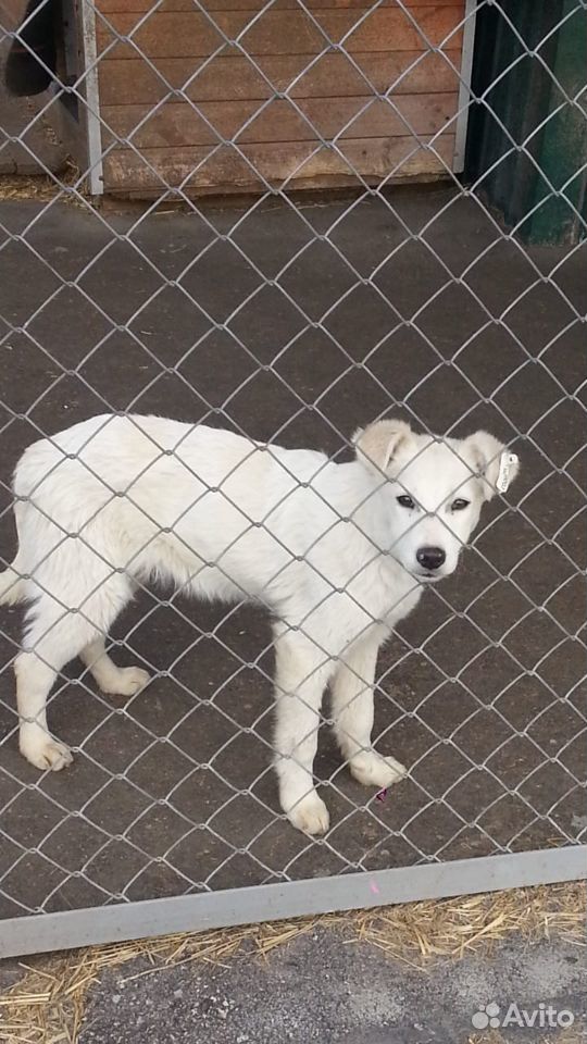 Девочка-Беляночка в добрые руки