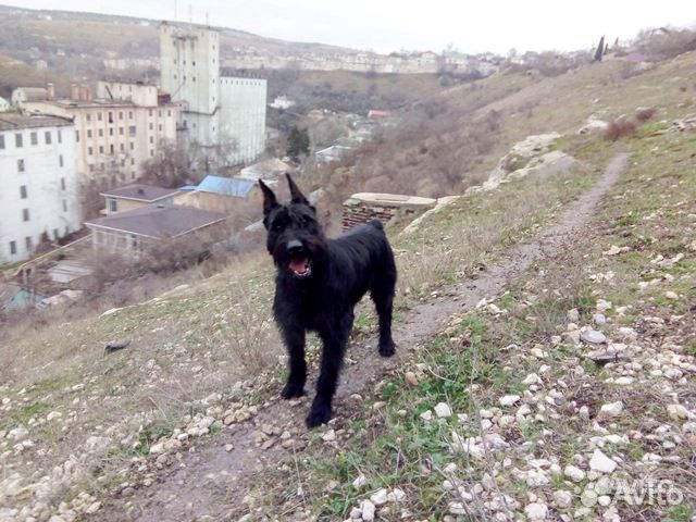 Устраивается 1г,сука ризеншнауцера заболел хозяин