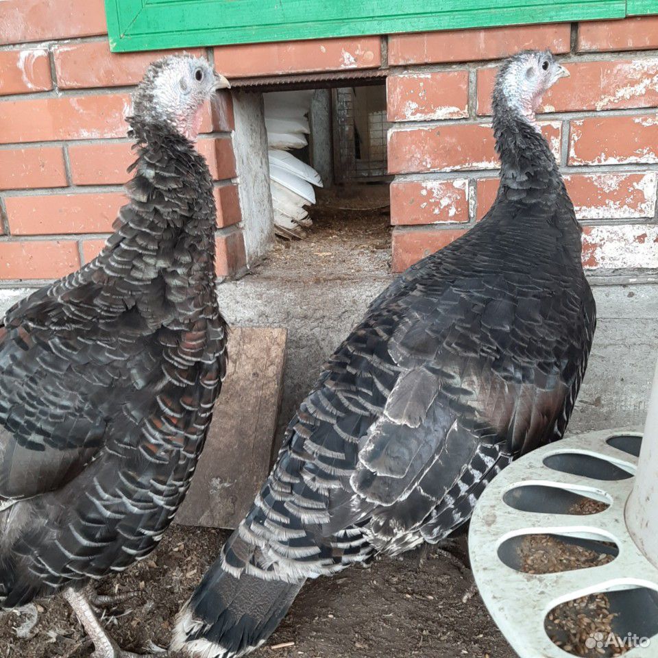 Молодые индюшки