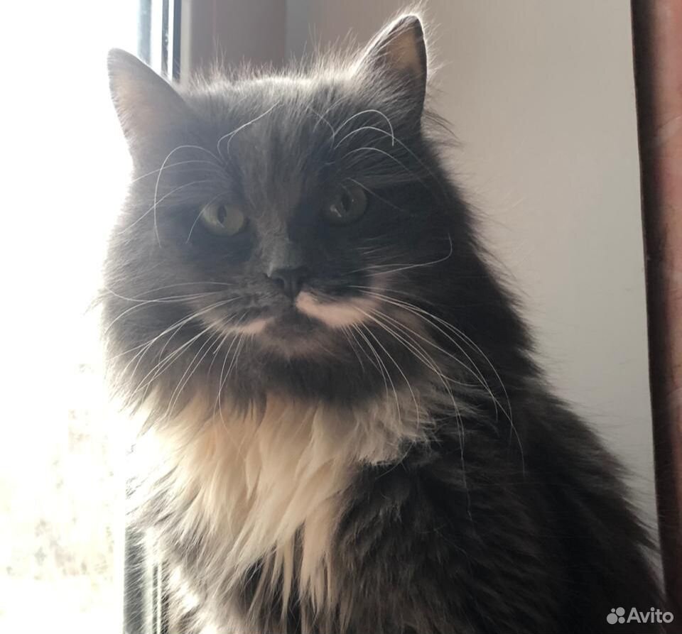 Кошка в дар