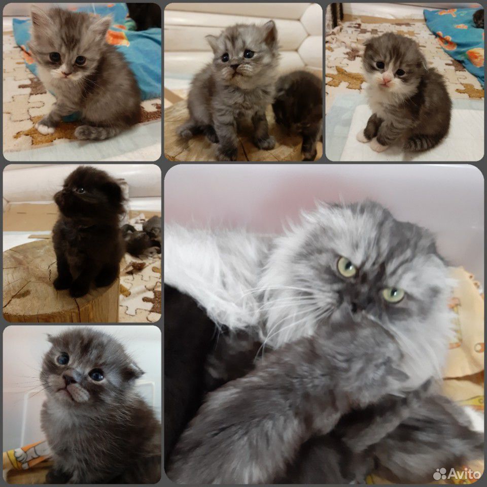 Вислоухие котята