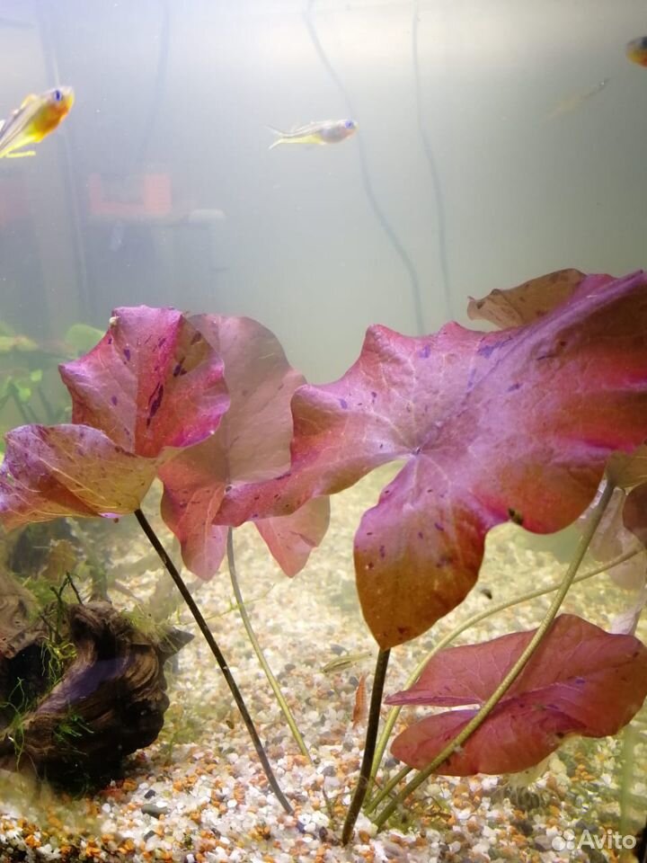 Продам деток красной Нимфеи
