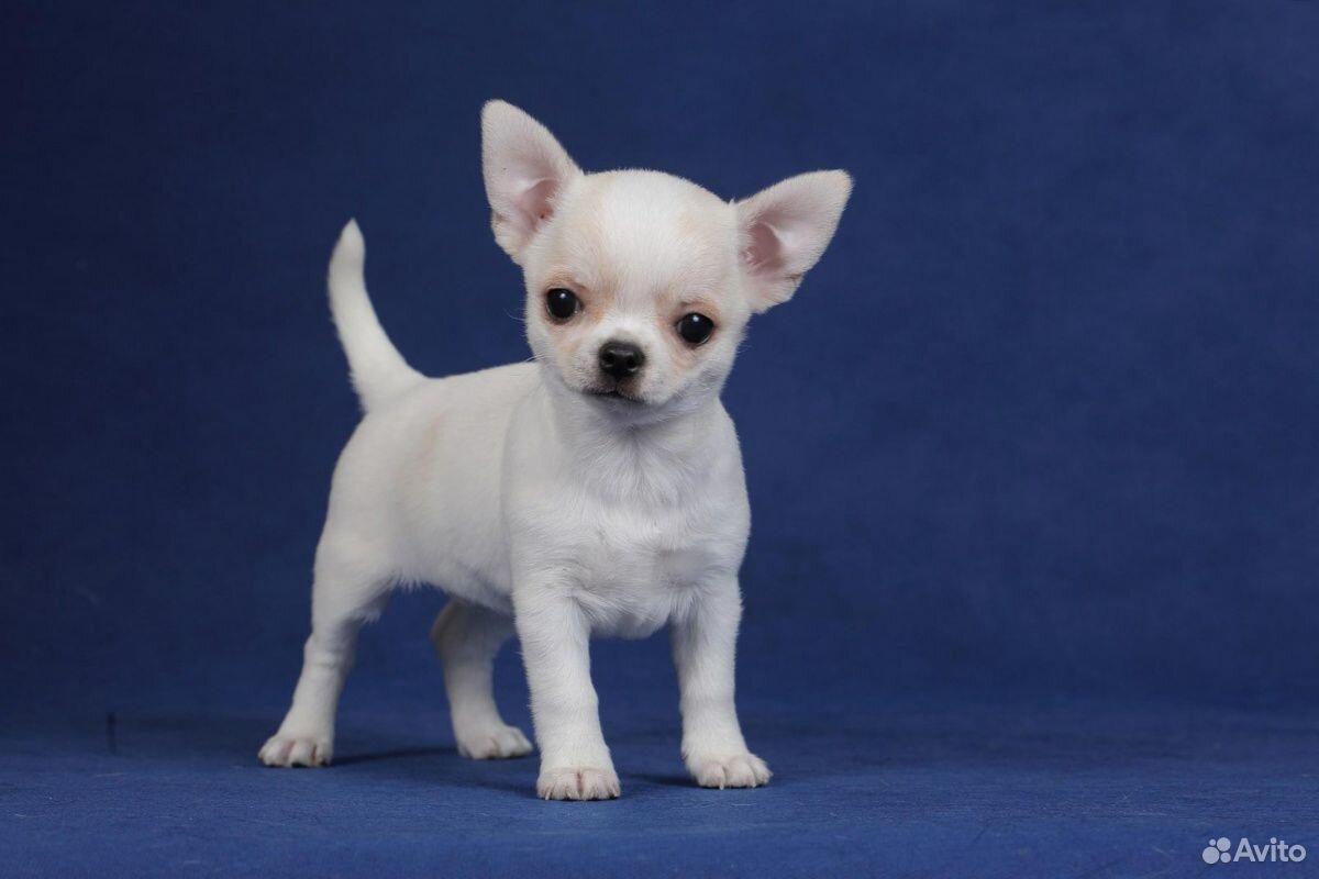Щенок Чихуахуа девочка