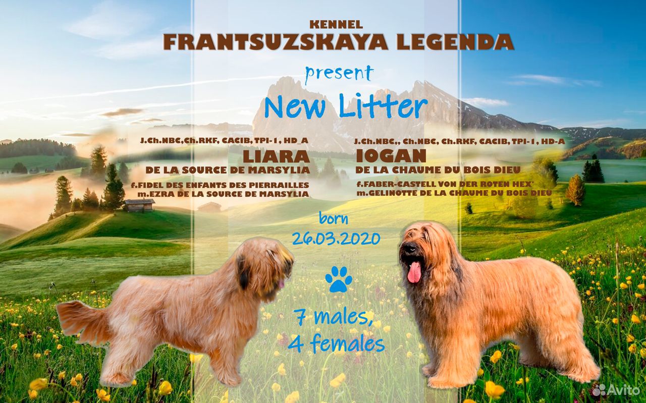 Щенки бриар родосл РКФ, родители импортные