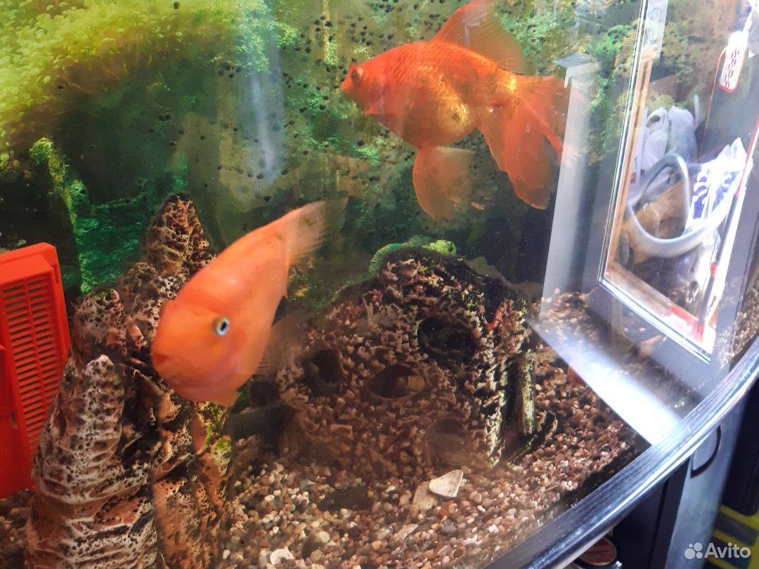 Рыбы для аквариума