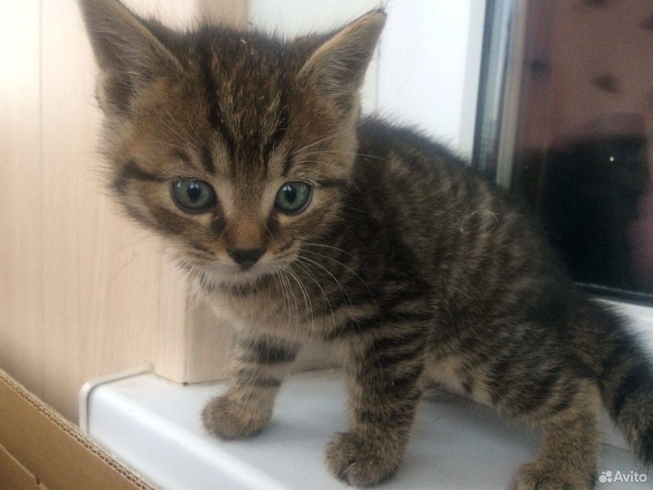 Котята